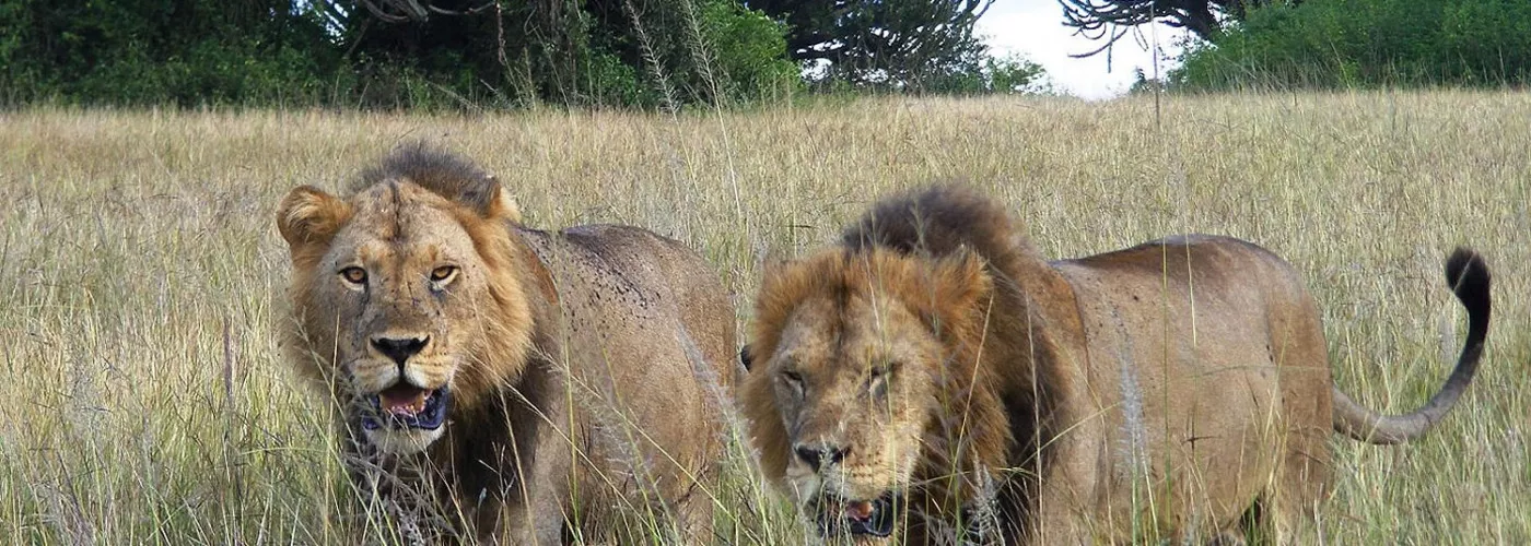 Pacote de Viagem para Uganda | Ultimate Safari Uganda